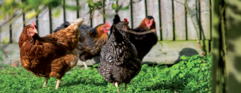 Avoir des poules à la maison - Magazine Comm'une Découverte